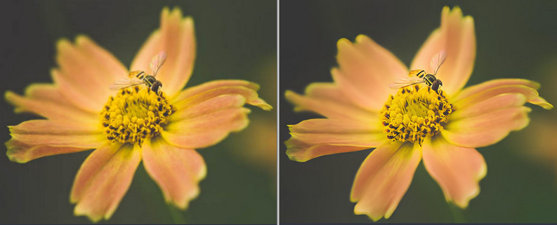 Simple Tips To Make A Picture Clearer - Gogorapid