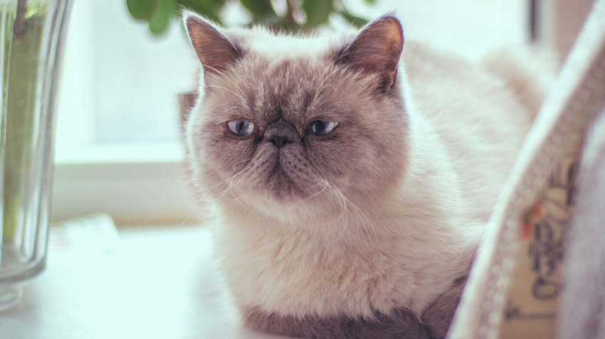 Categories Of Cat Breeds By Physical Characteristics - Gogorapid